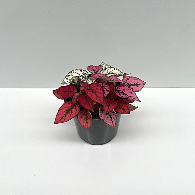 Hypoestes Phyllostachya Plant australia | Gift Hypoestes Phyllostachya ...