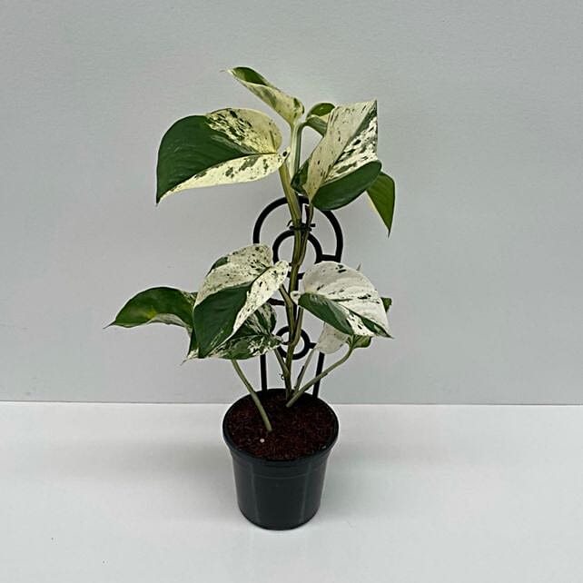 Marble Queen Plant australia | Gift Marble Queen Plant- FNP