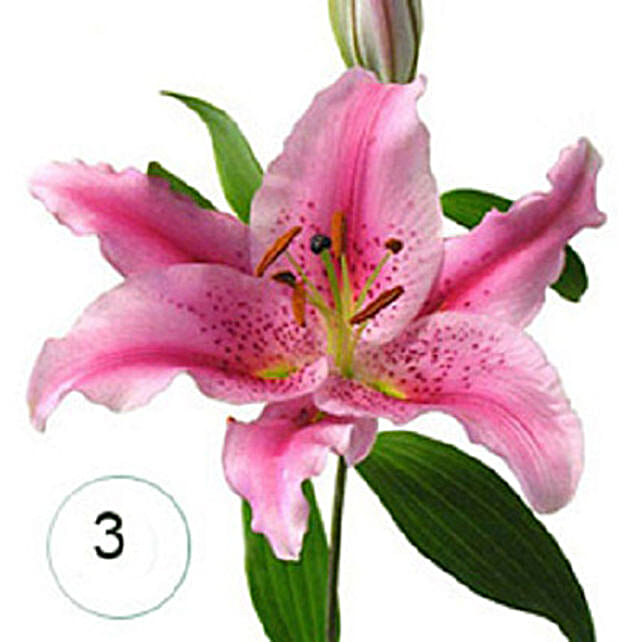 3 Lilies of Affection BEH bahrain | Gift 3 Lilies of Affection BEH- FNP