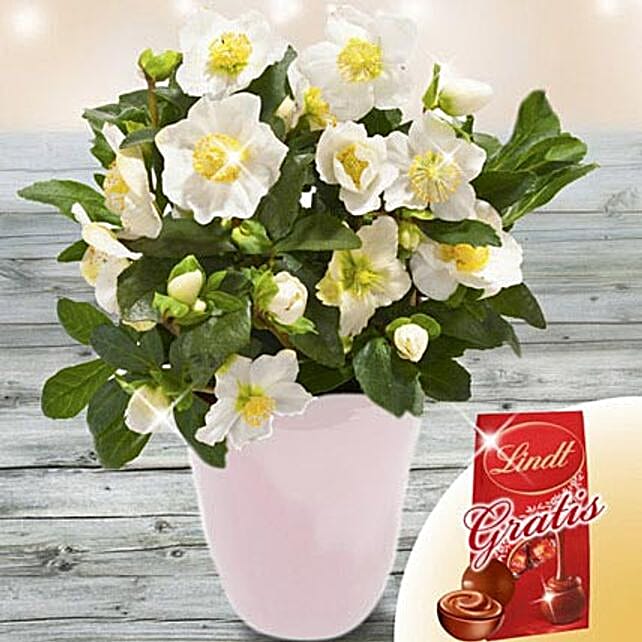 White Christmas Rose germany | Gift White Christmas Rose- FNP