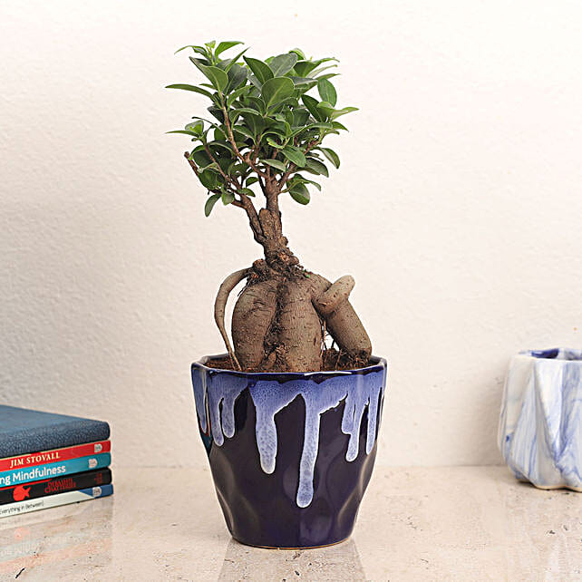 Buy/Send Ficus Bonsai Plant in Elegant Ceramic Pot Online- FNP