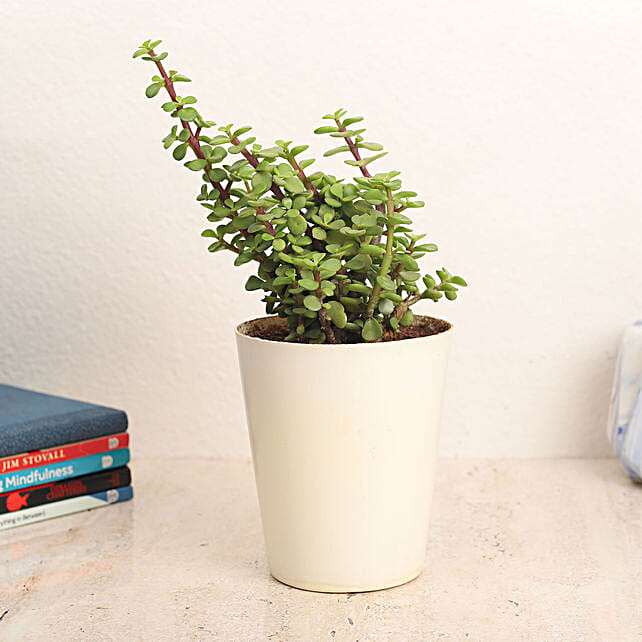 Buy/Send Jade Plant In Classic White Cermaic Pot Online- FNP