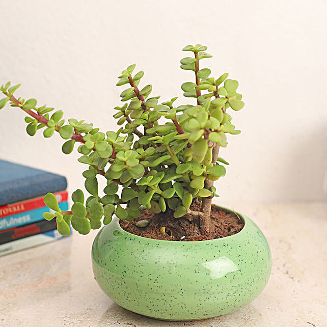 Buy/Send Jade Plant In Modern Ceramic Pot Online- FNP