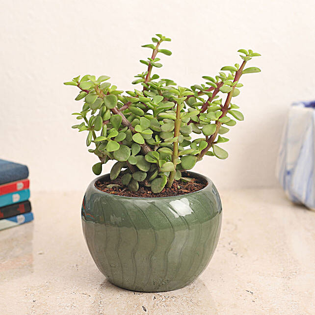 Buy/Send Jade Plant in Olive Green Pot Online- FNP