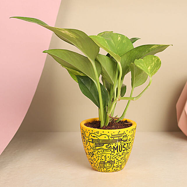 Buy/Send Money Plant in Musical Notes Pot Online- FNP