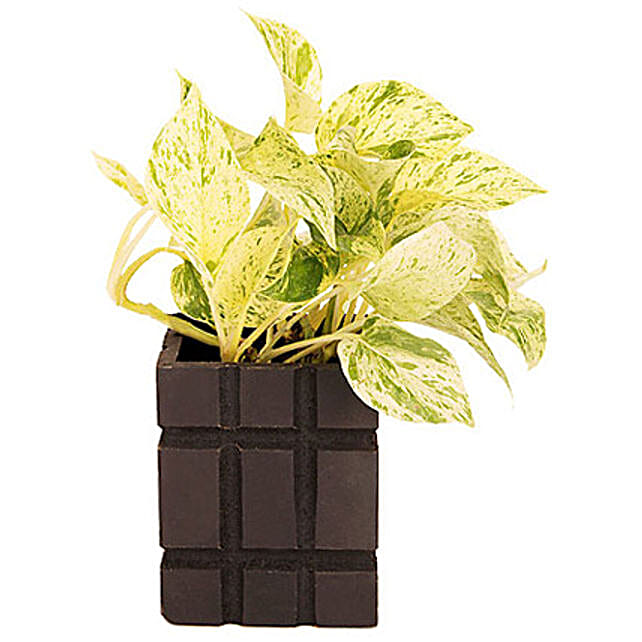 Buy/Send Colour Me Green Online- FNP