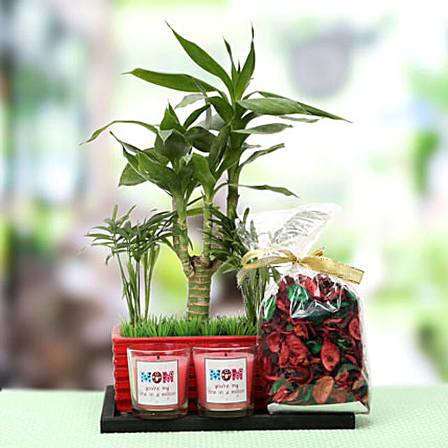 Buy/Send Good Luck For Your Mom Online- FNP