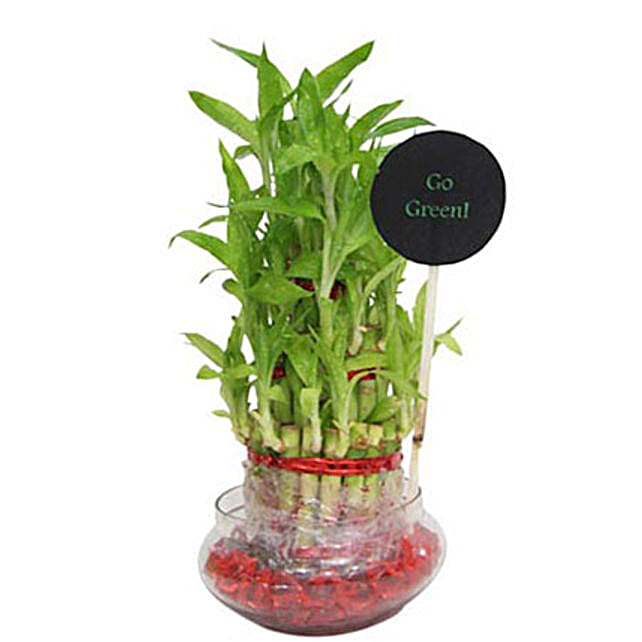 Buy/Send 3 layers Good Luck Plant Online- FNP