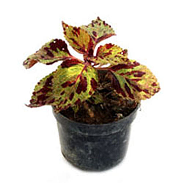 Buy/Send Coleus Plant Golden Online- FNP