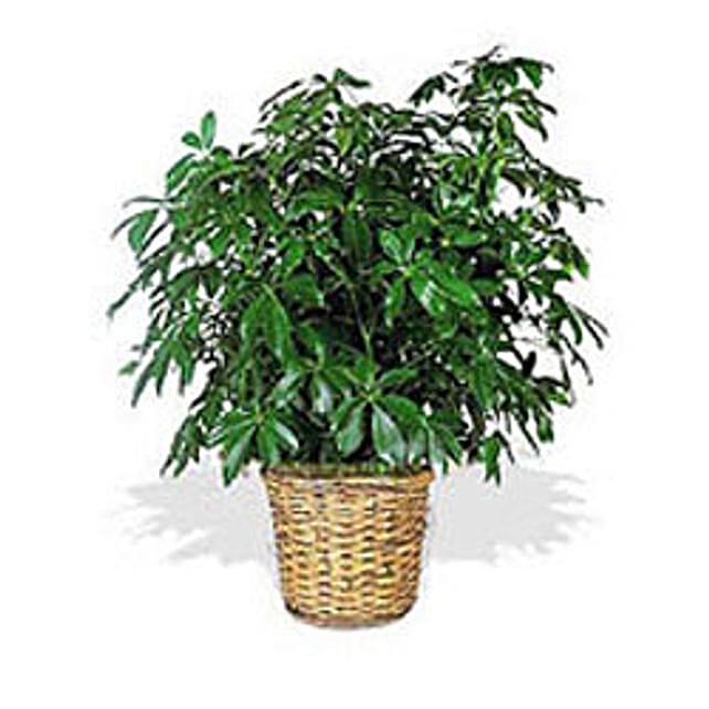 Buy/Send Schefflera Plant Online- FNP