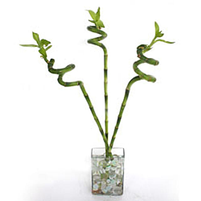 Buy/Send Spiral lucky sticks By FNP Online- FNP