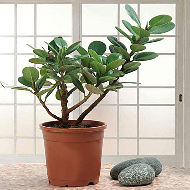 Buy/Send Ficus Dwarf Plant Online- FNP