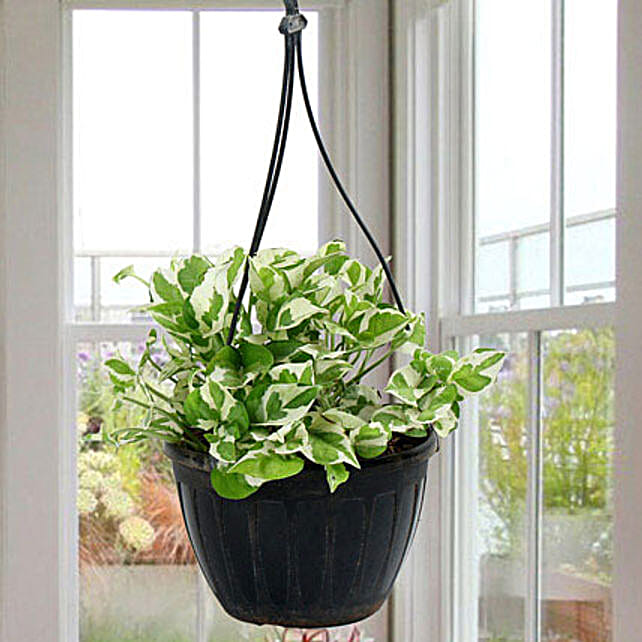 Buy/Send White Pothos Plant Online- FNP