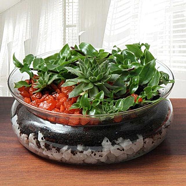 Buy/Send Eye Catching Terrarium Online- FNP Buy/Send Eye Catching Terrarium Online- FNP