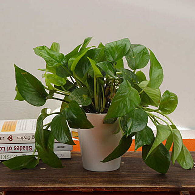 Buy/Send Good Fortune Plant FNP Online- FNP