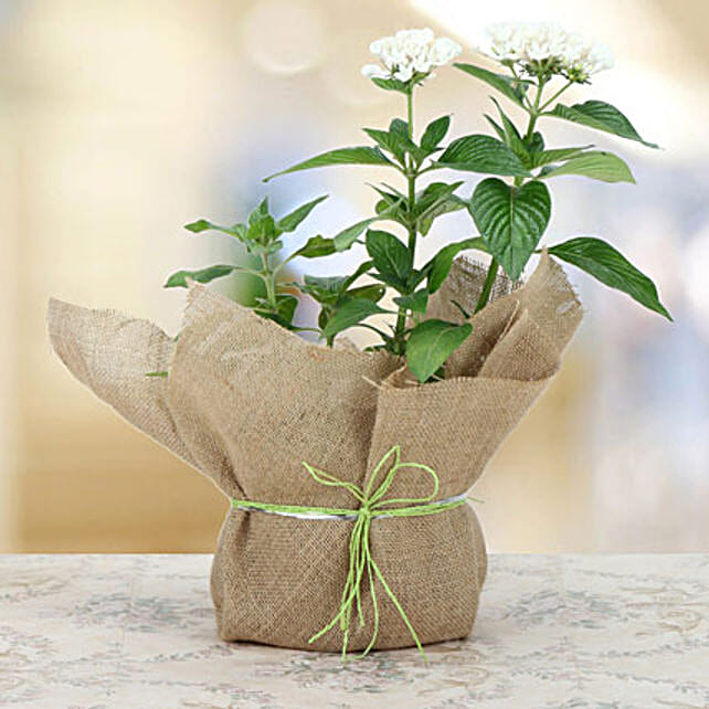 Buy/Send Blooming Pentas Plant FNP Online- FNP
