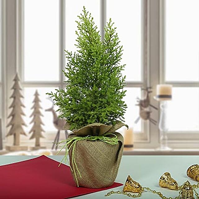 Buy/Send Amazing Cyprus Plant Online- FNP