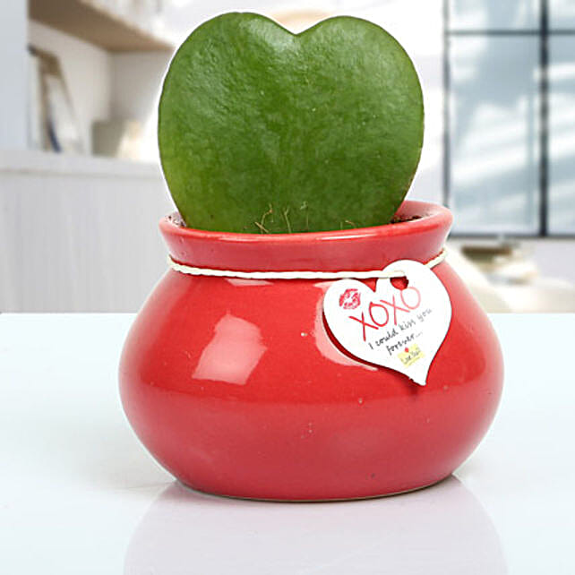 Buy/Send Love Plant Online- FNP