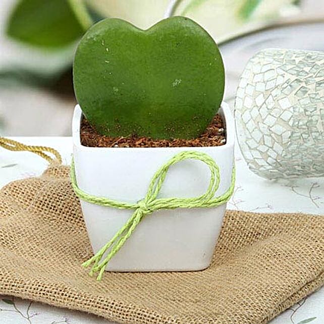 Buy/Send Cute Love Plant Online- FNP