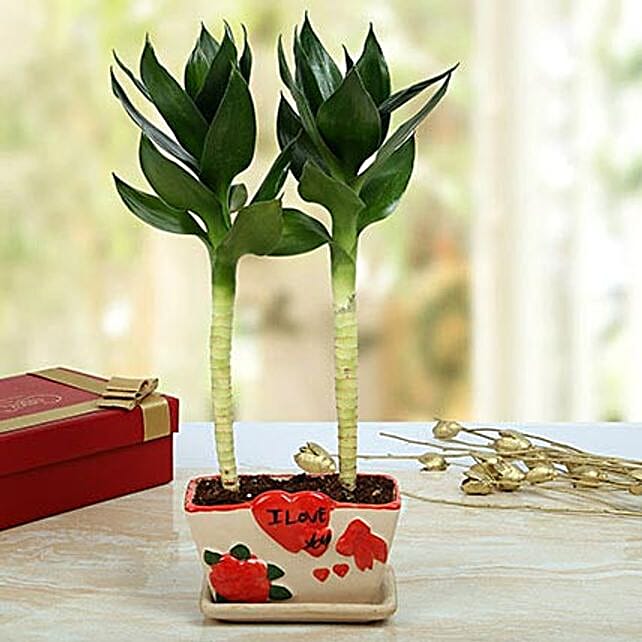 Buy/Send Romantic Lotus Bamboo Online- FNP