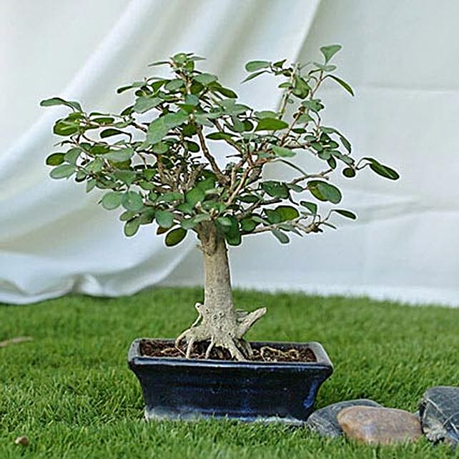 Buy/Send Appealing Ficus Ball Shape Bonsai Online- FNP