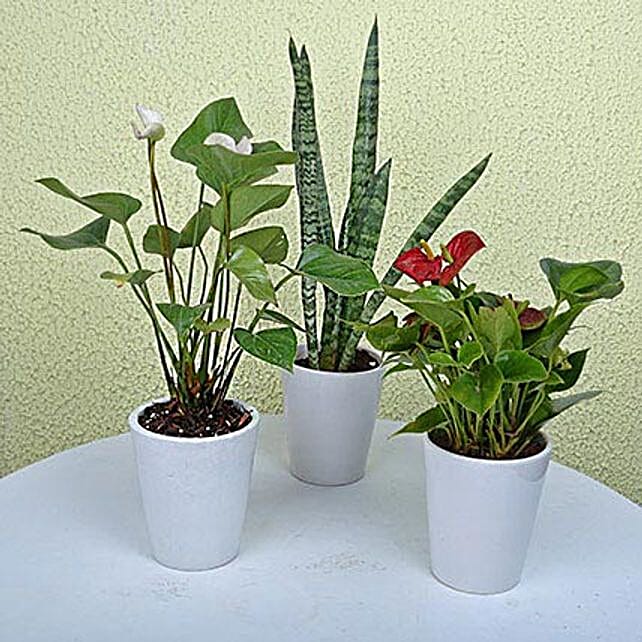 Buy/Send Live The Greenery Plants Online- FNP
