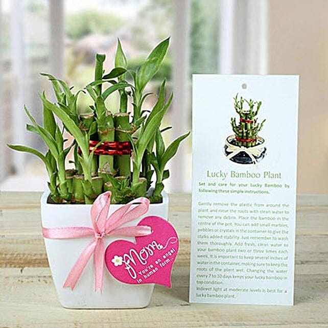 Buy/Send Good Luck Mom Online- FNP