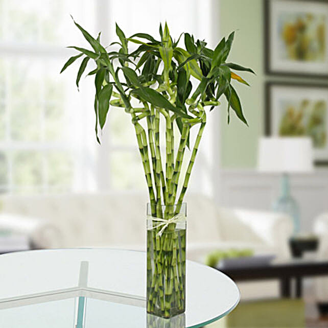 Buy/Send Eleven Spiral Bamboo Plant Online- FNP