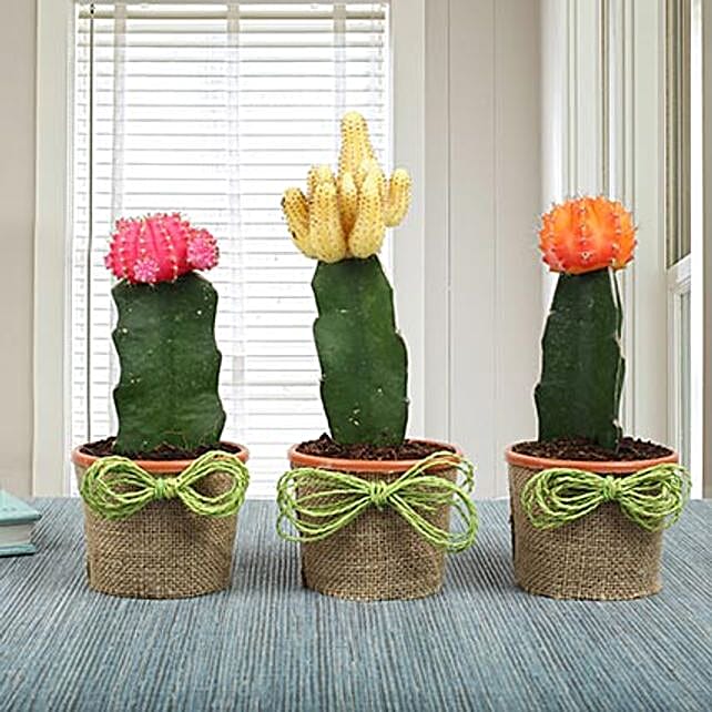 Buy/Send Vibrant Cactus Trio Plant Online- FNP