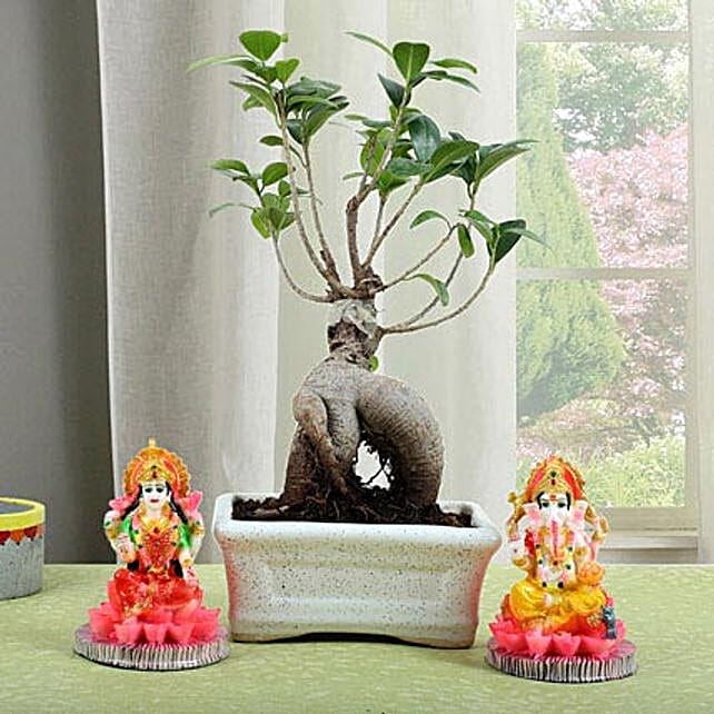 Buy/Send Ficus Micro Carpa Bonsai Combo Online- FNP
