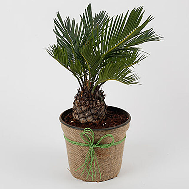 Buy/Send Ornamental Cycus Plant Online- FNP