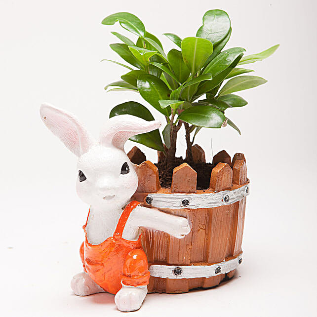 Buy/Send Ficus Compacta Plant in Resin Rabbit Pot Online- FNP