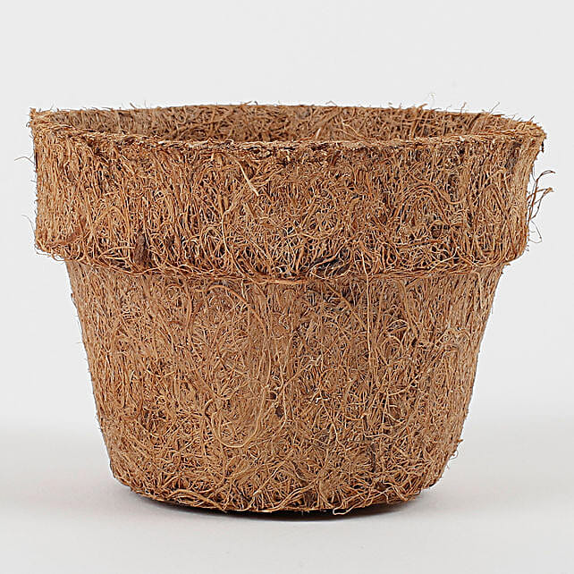Buy/Send Bio Degradable Coconut Husk Pot Mini Online- FNP