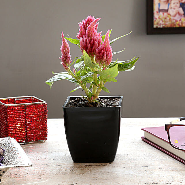 Buy/Send Cockscomb Plant With Pink Flowers in Plastic Pot Online- FNP