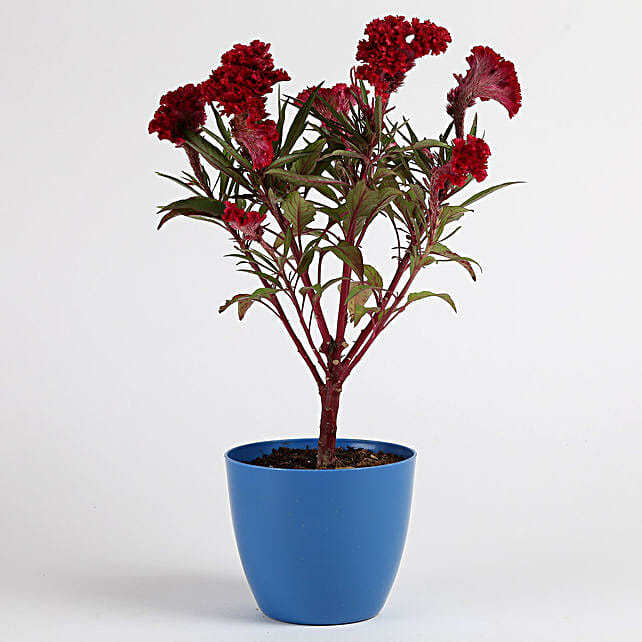 Buy/Send Cockscomb Plant in Blue Imported Plastic Pot Online- FNP