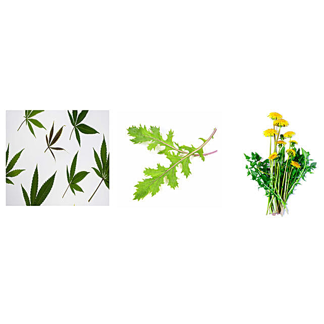 Buy/Send Anith Mizuna & Dandelion Seeds Combo Online- FNP