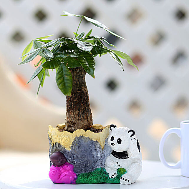 Buy/Send Pachira Bonsai In Cute Panda Pot Online- FNP