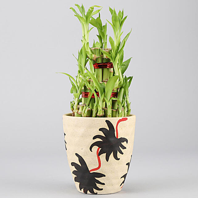 Buy/Send 3 Layer Bamboo Plant In Designer Ceramic pot Online- FNP
