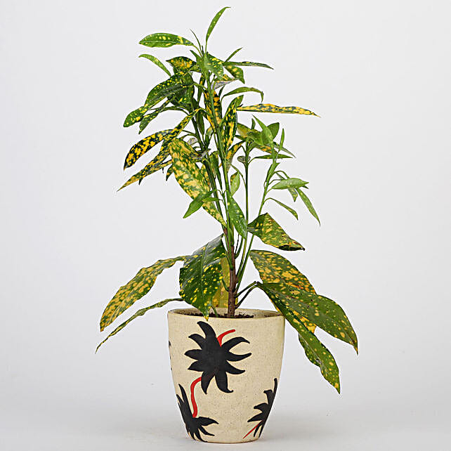 Buy/Send Baby Croton Plant In Ceramic Pot Online- FNP