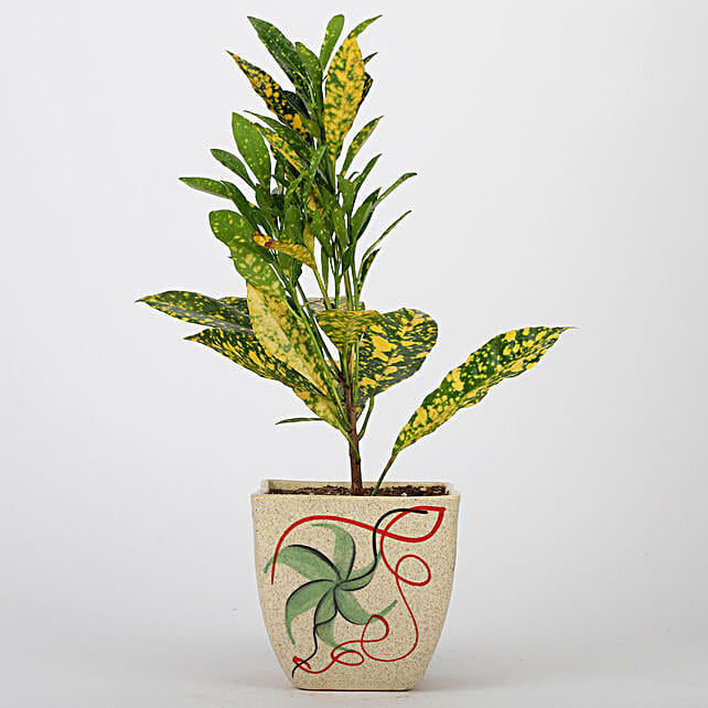 Buy/Send Baby Croton Plant In Printed Ceramic Pot Online- FNP