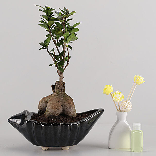 Buy/Send Ficus Microcarpa in Shell Pot With Oil Diffuser Online- FNP