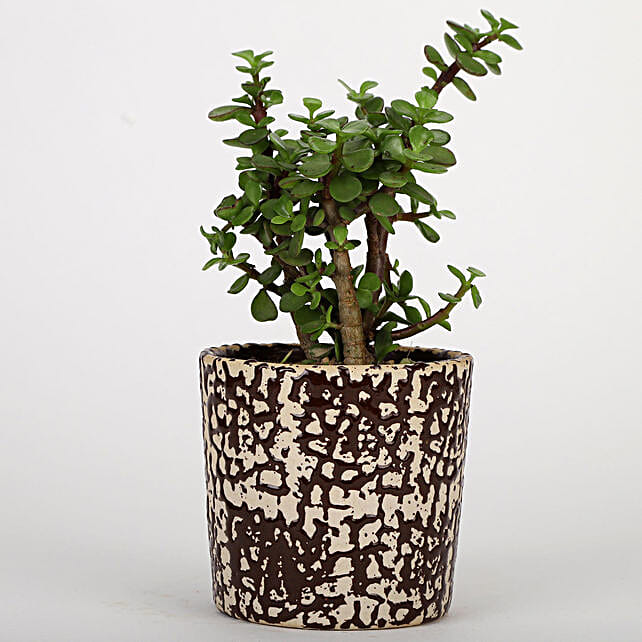 Buy/Send Jade Plant In Brown Artistic Ceramic Pot Online- FNP