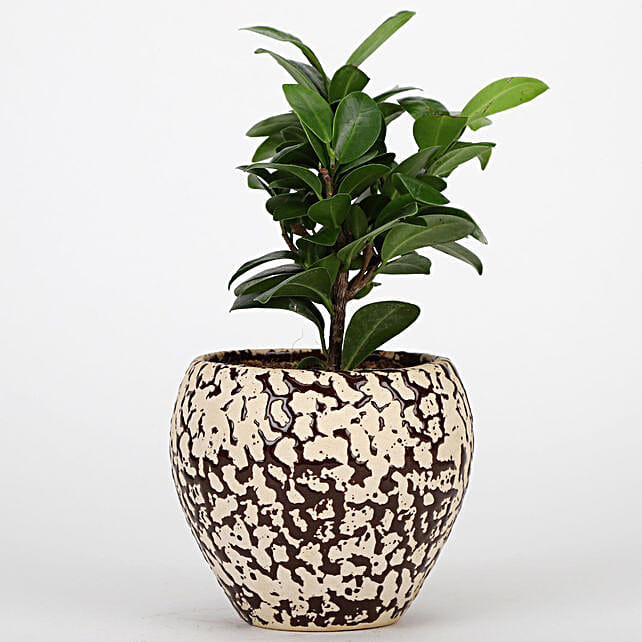 Buy/Send Ficus Plant In Decorative Ceramic Pot Online- FNP