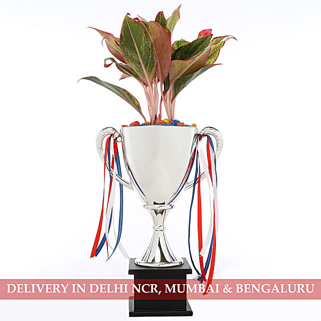 Buy/Send Aglaonema Lipstick Plant In Trophy Pot Online- FNP