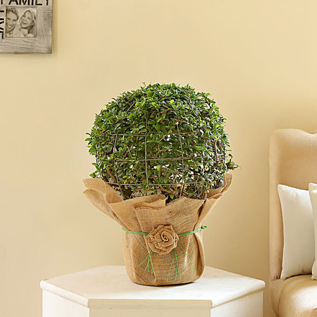Buy/Send Ball Shaped Carmona Bonsai Plant Online- FNP