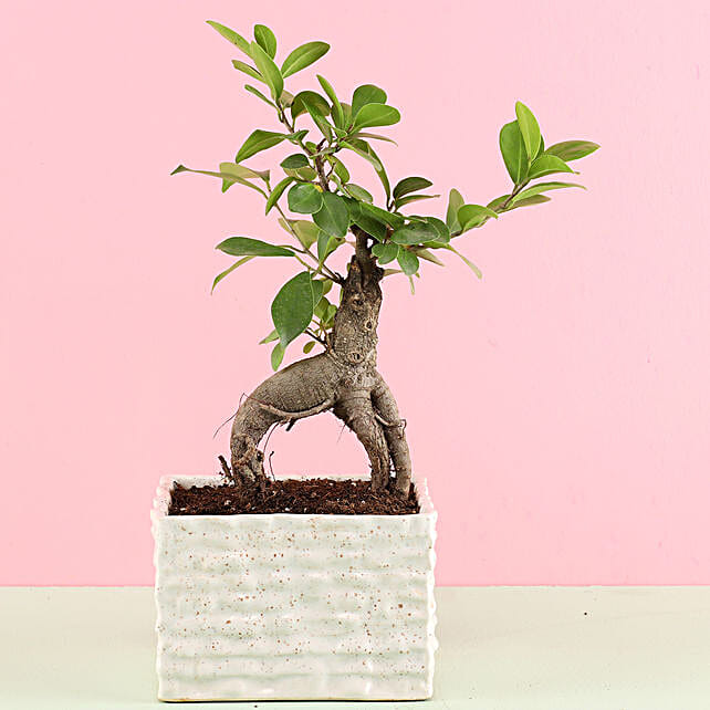 Buy/Send Ficus Ginseng In Brick Design Ceramic Pot Online- Ferns N Petals