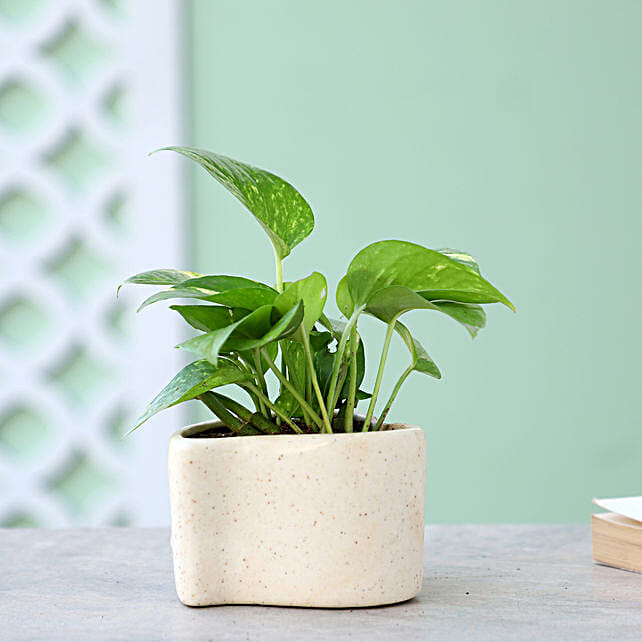 Buy/Send Money Plant In Heart Shaped Pot Online- FNP