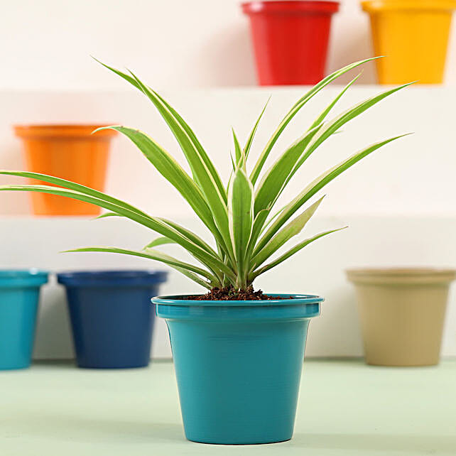 Buy/Send Spider Plant In Green Metal Pot Online- FNP