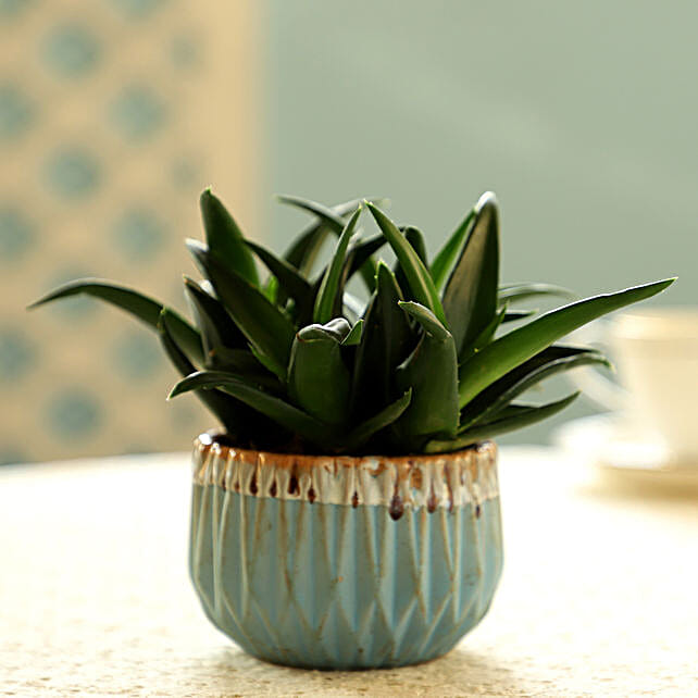 Buy/Send Mini Aloe Vera In Blue Pot Online- FNP
