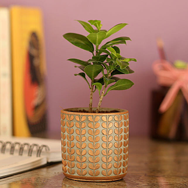 Buy/Send Ficus Compacta In Brown Ceramic Pot Online- FNP